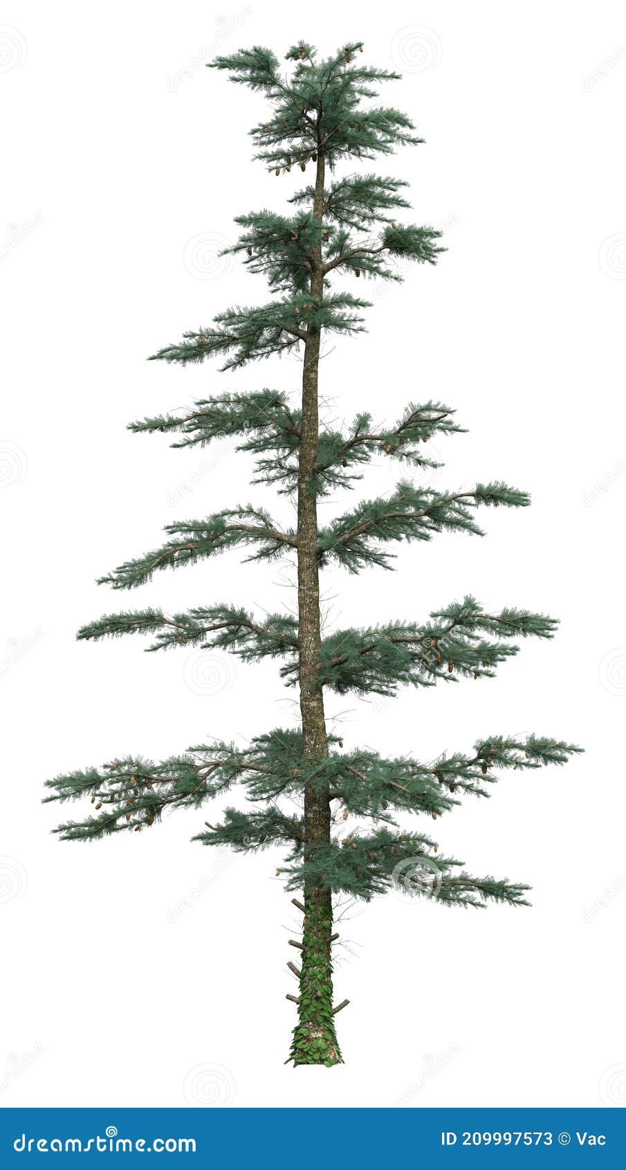 Abies Concolor Fir Tree Isolated On White Background. 3D Render. Stock ...
