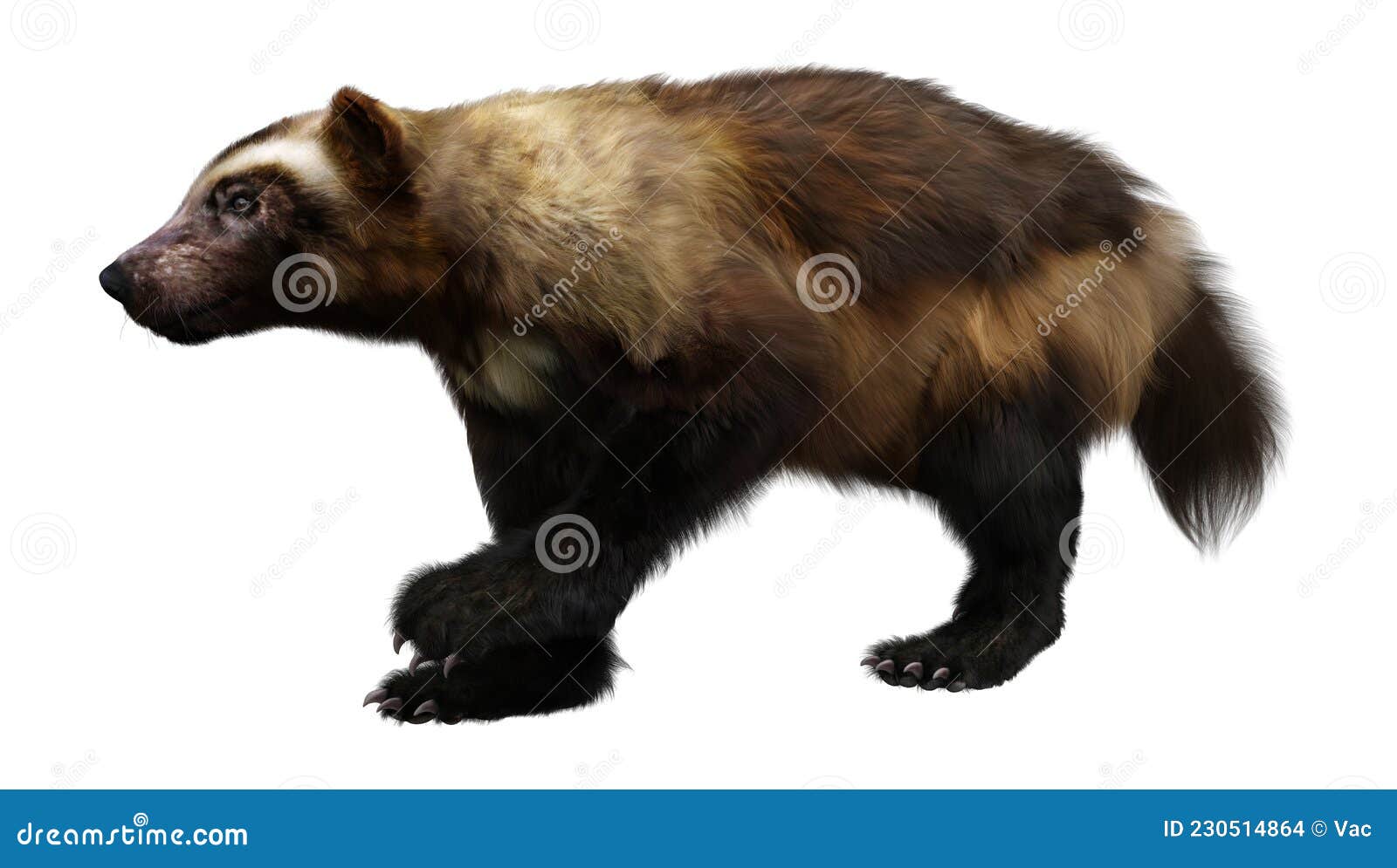 Wolverine Animal Alphabet Symbol. English Letter W Isolated On White ...