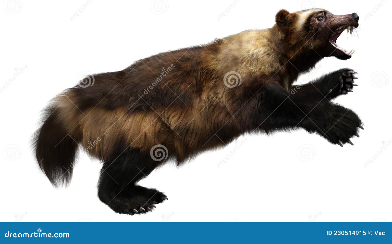 Wolverine Animal Alphabet Symbol. English Letter W Isolated On White ...