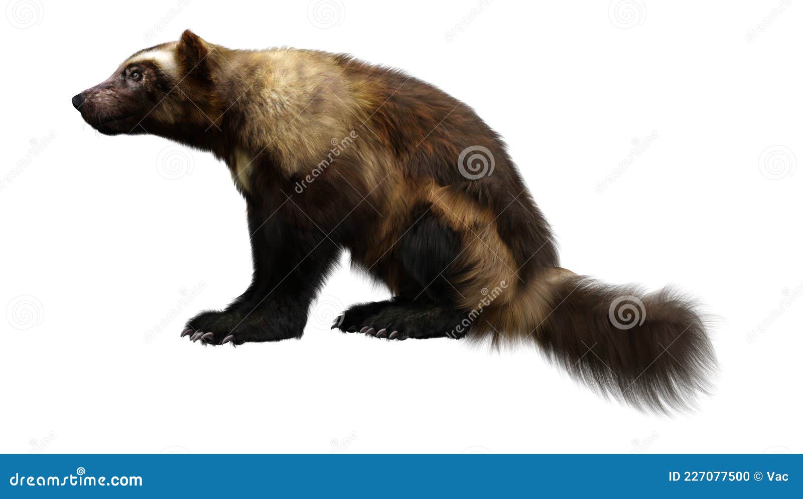 Wolverine On Isolated White Background Generative AI Stock Photography ...