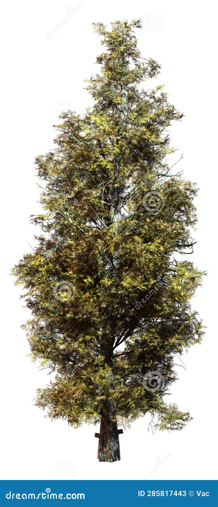 Eastern Redcedar Or Virginian Juniper Juniperus Virginiana , State Tree ...