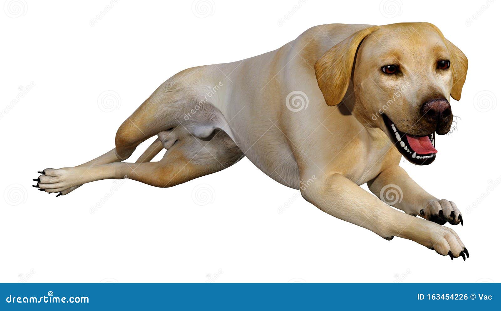 3D Rendering Labrador Dog on White Stock Illustration - Illustration of ...