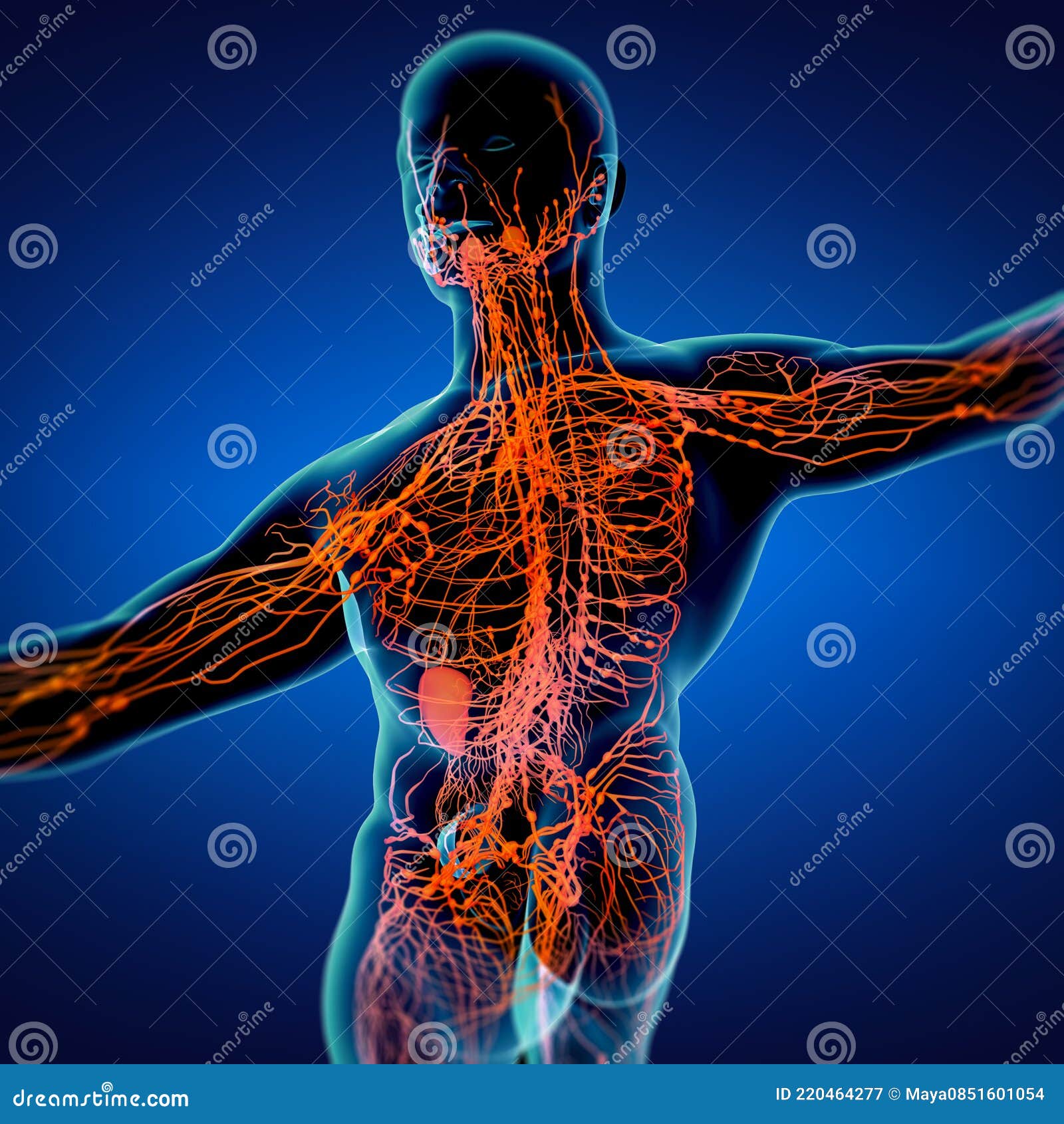 3d Rendering of Yellow Lymphatic System Stock Illustration ...