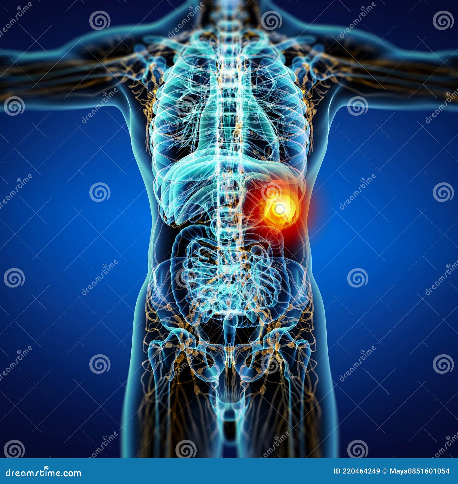 3d Rendering of Yellow Lymphatic System Stock Illustration ...