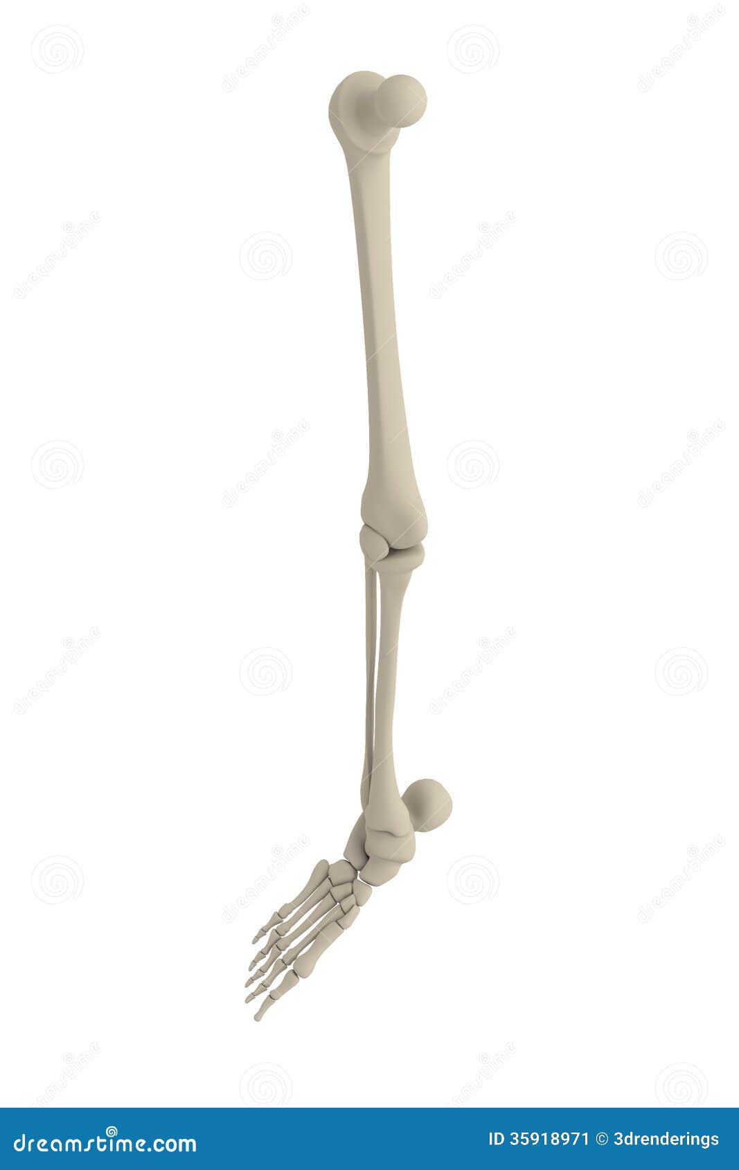 3d Rendono Delle Ossa Della Gamba Illustrazione di Stock ...