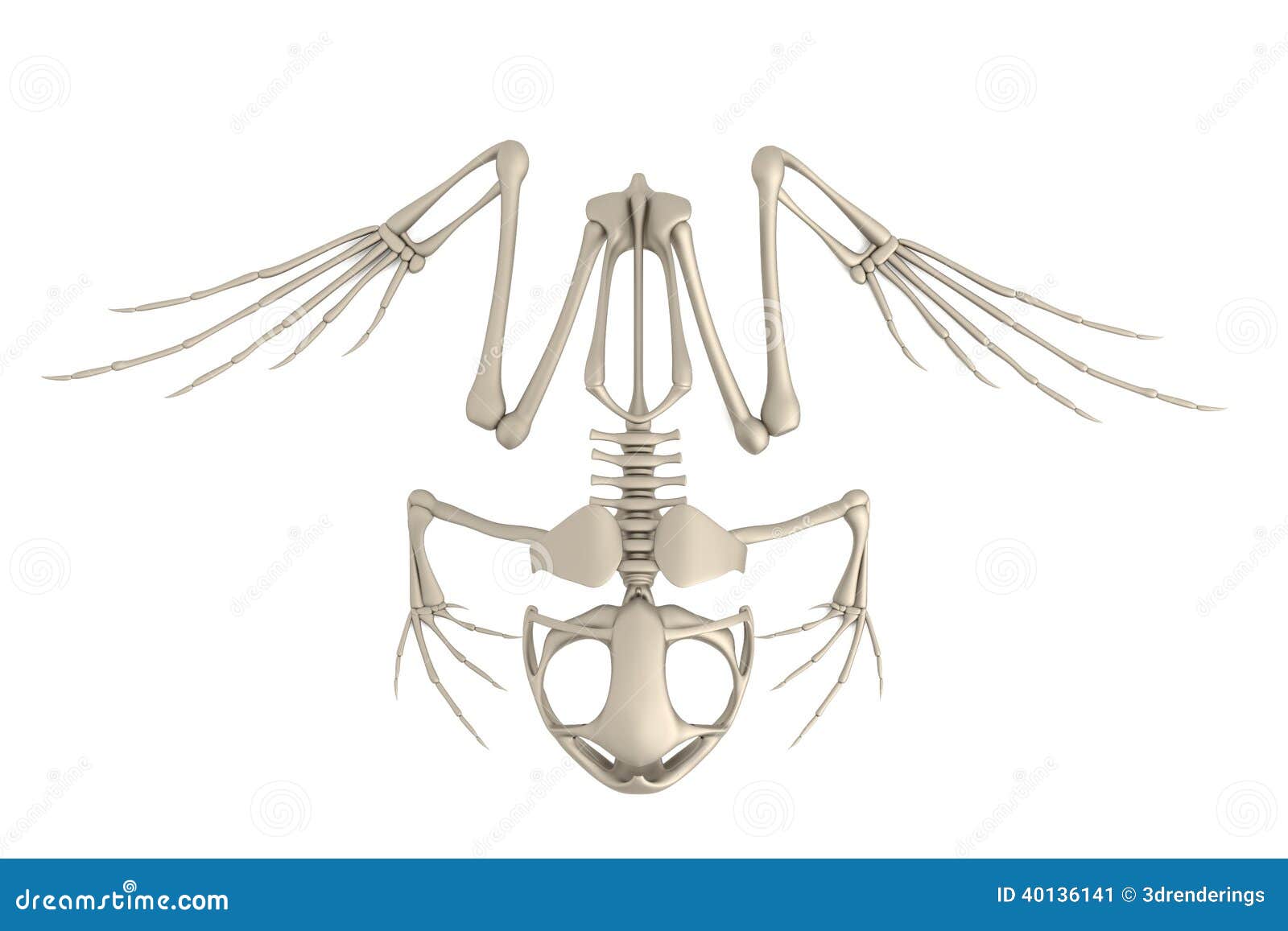 3d Rendono Dello Scheletro Della Rana Illustrazione di Stock ...