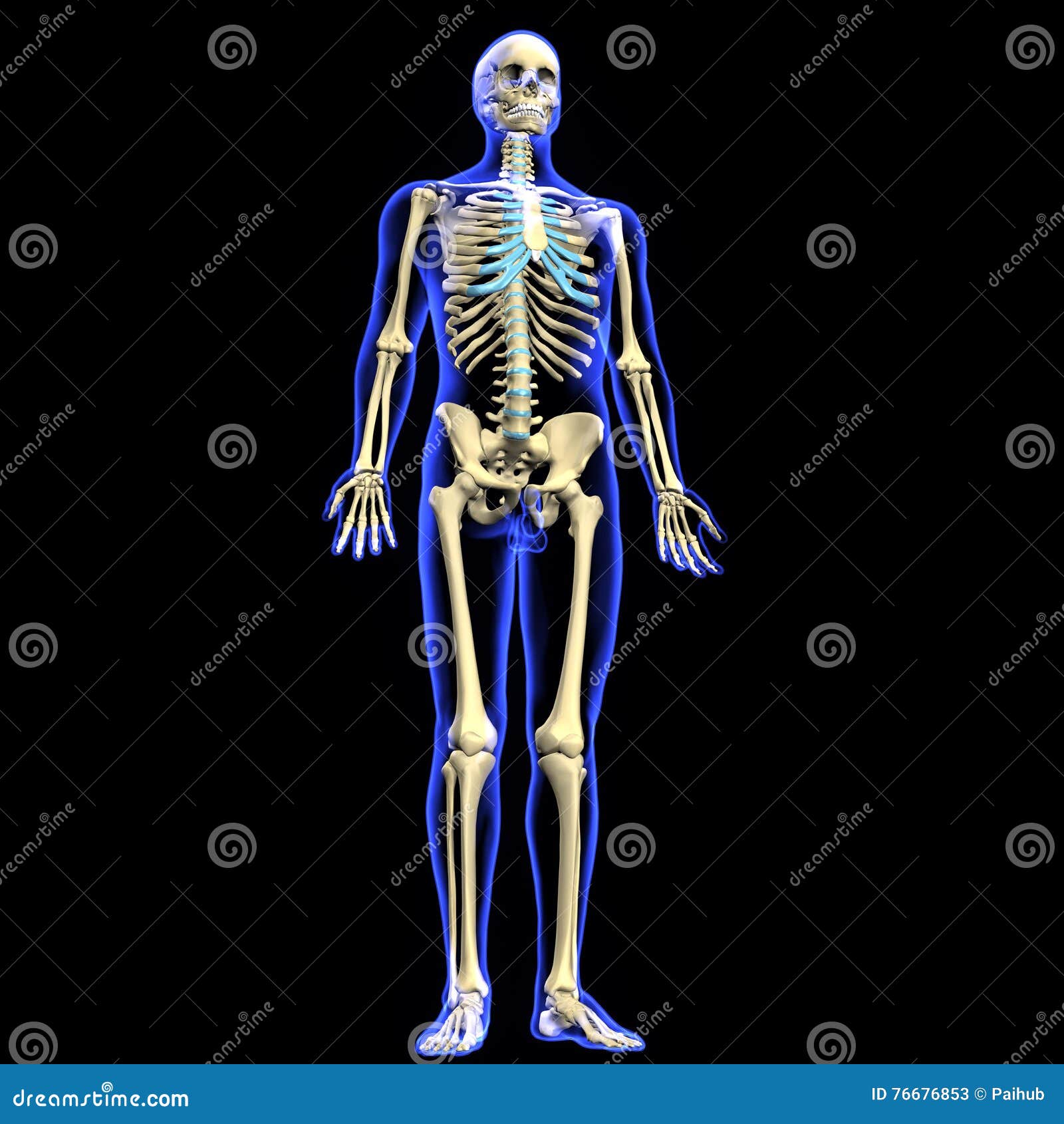 3d a Rendu L'illustration D'un Squelette Humain Illustration Stock ...