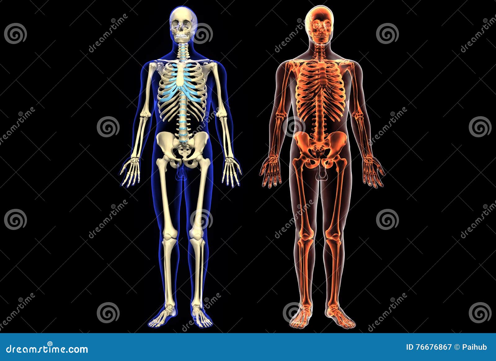 3d A Rendu L'illustration D'un Squelette Humain Illustration Stock ...