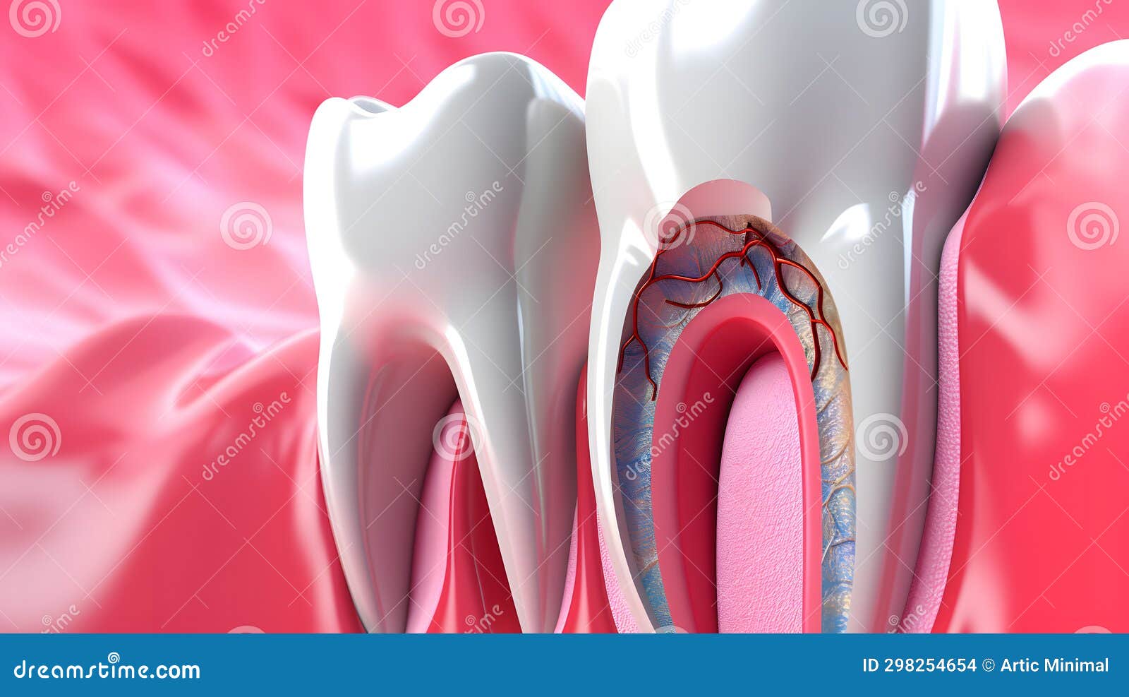 3D Representation of Teeth Showing Its Inner Veins Stock Illustration ...