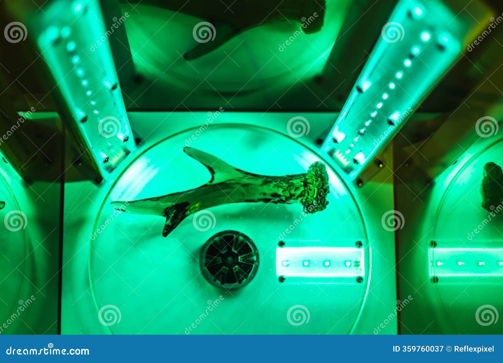 3d Resin Printing of a Deer Antler Turning in a Cure Machine Using UV ...