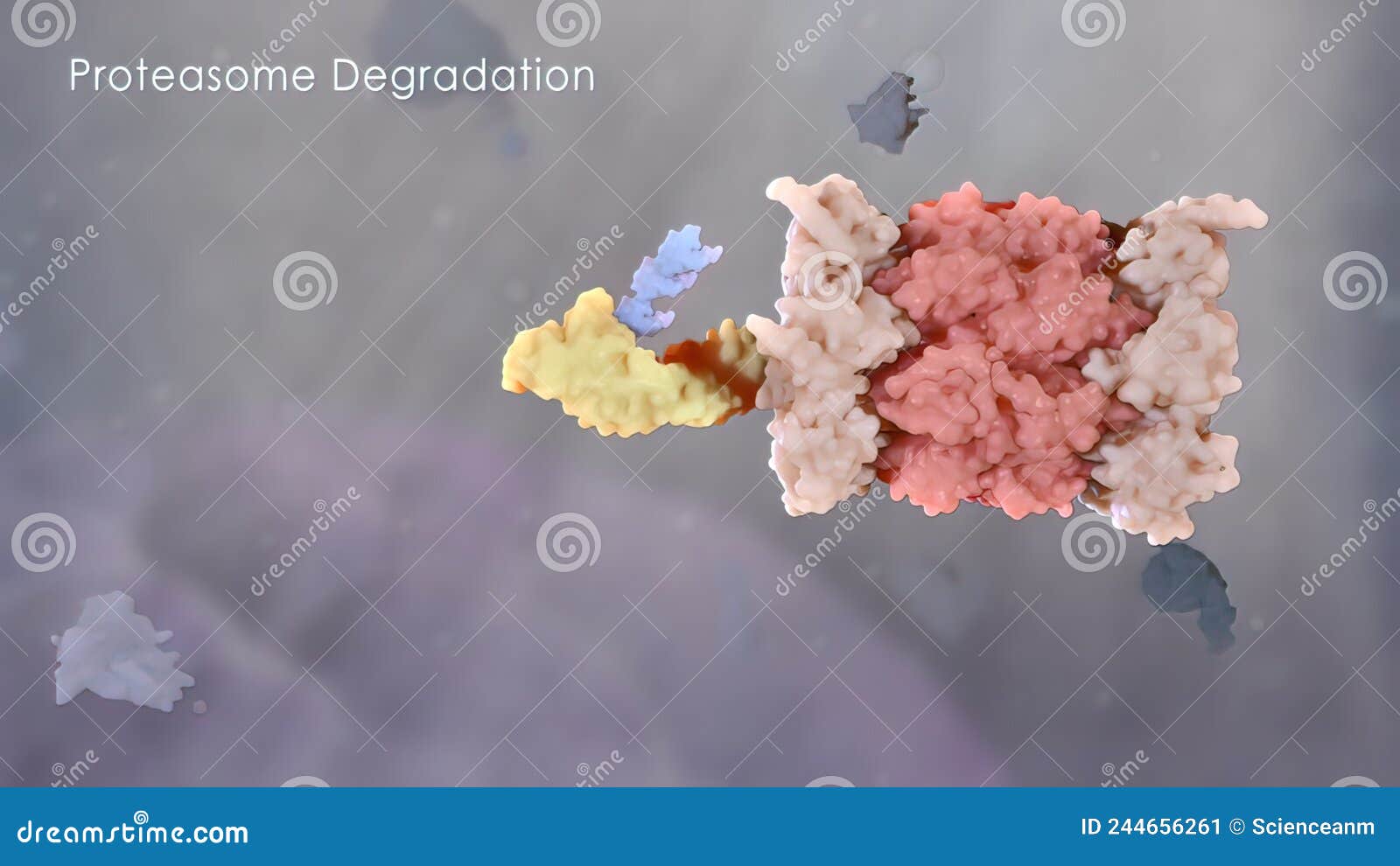 3D Scientific Animated Destruction of in Tracellular Protein Stock ...
