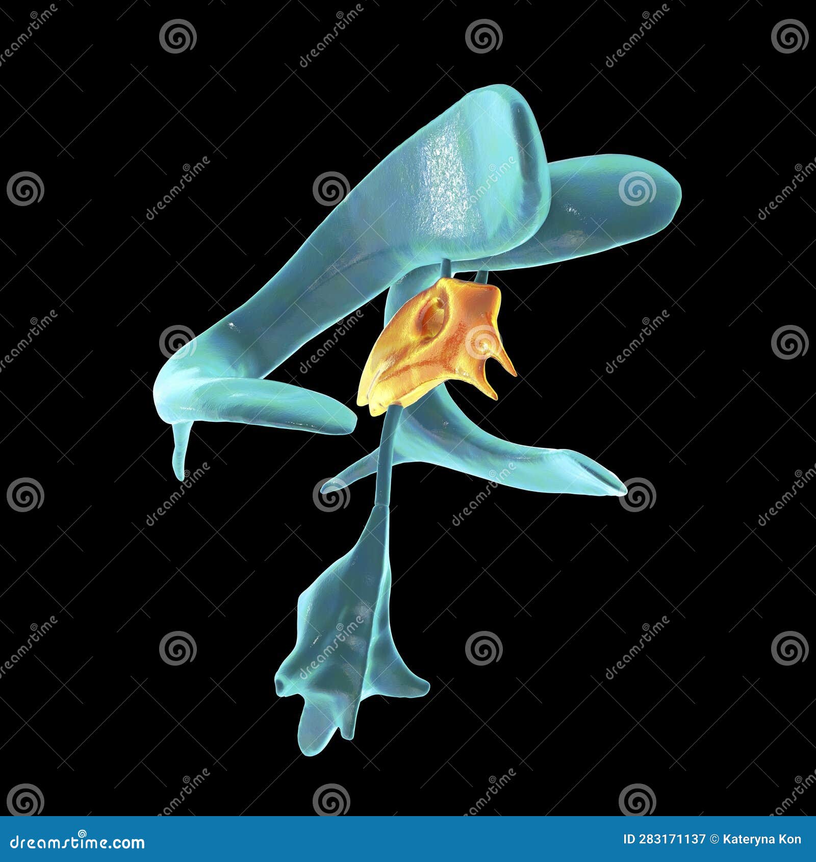 The Third Brain Ventricle, Illustration Stock Illustration ...