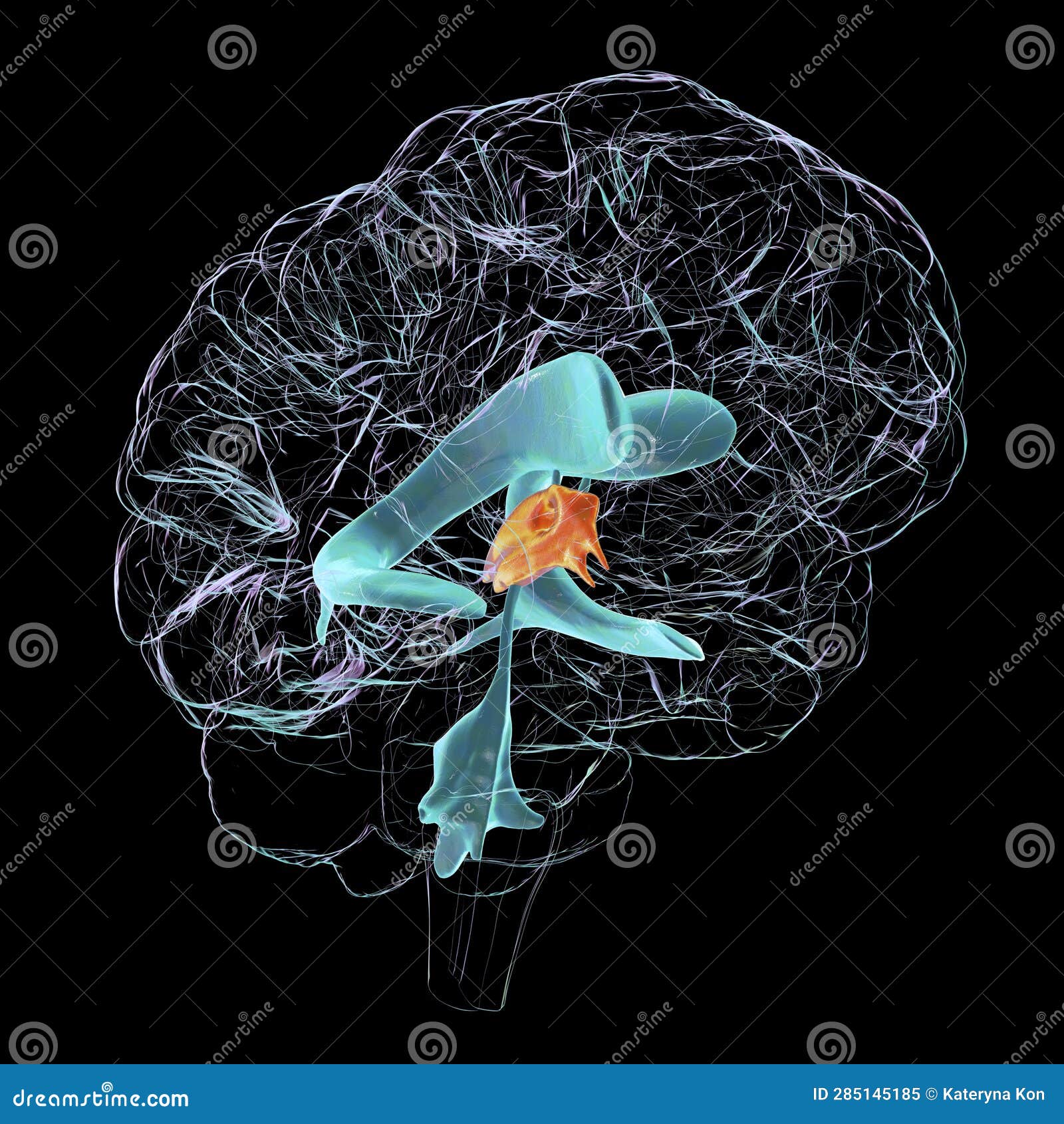 A 3D Scientific Illustration Showcasing the Third Brain Ventricle Stock ...