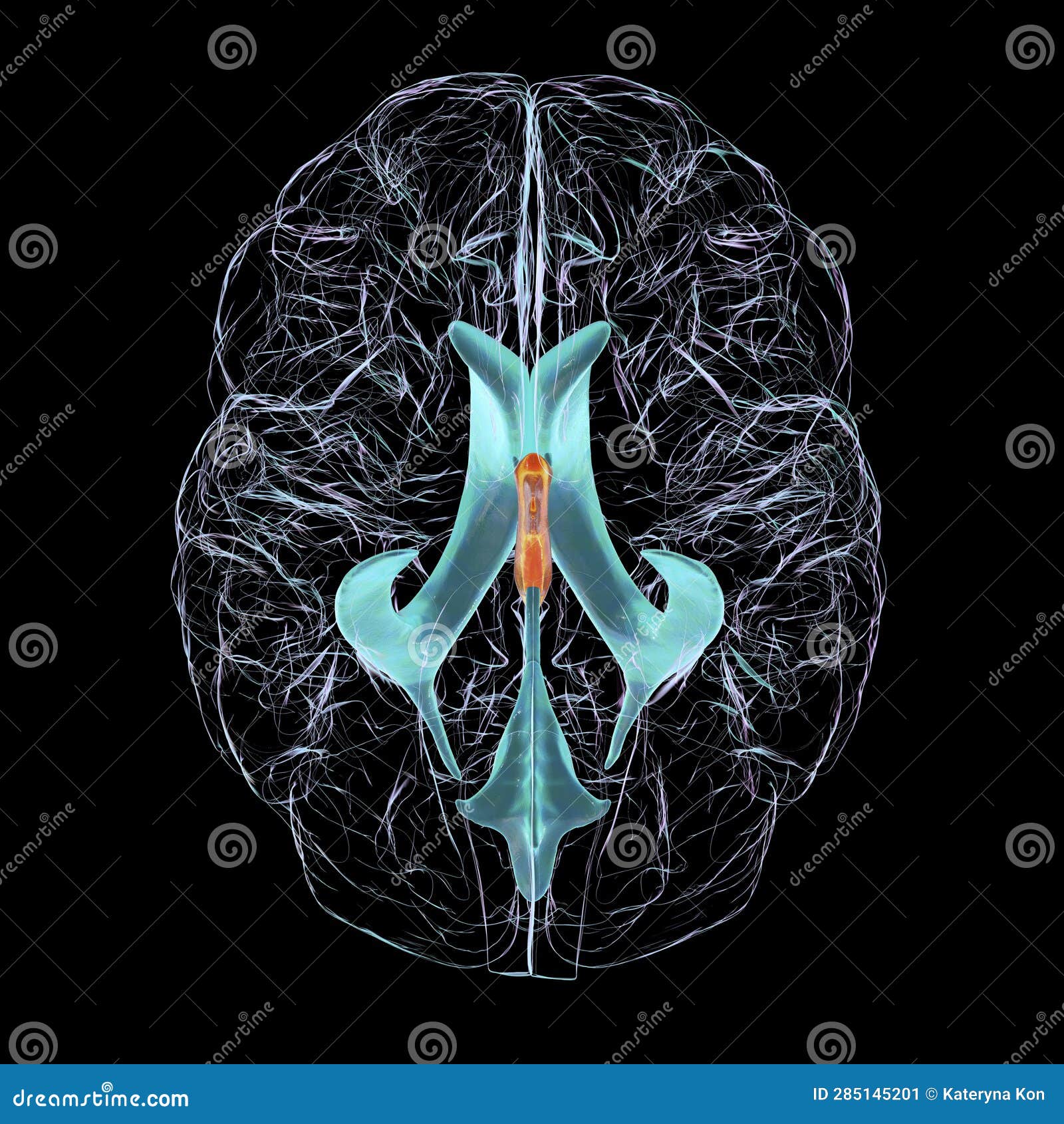 Ventricles Of The Brain 3d Brain Ventricles A 3D Model Collection By