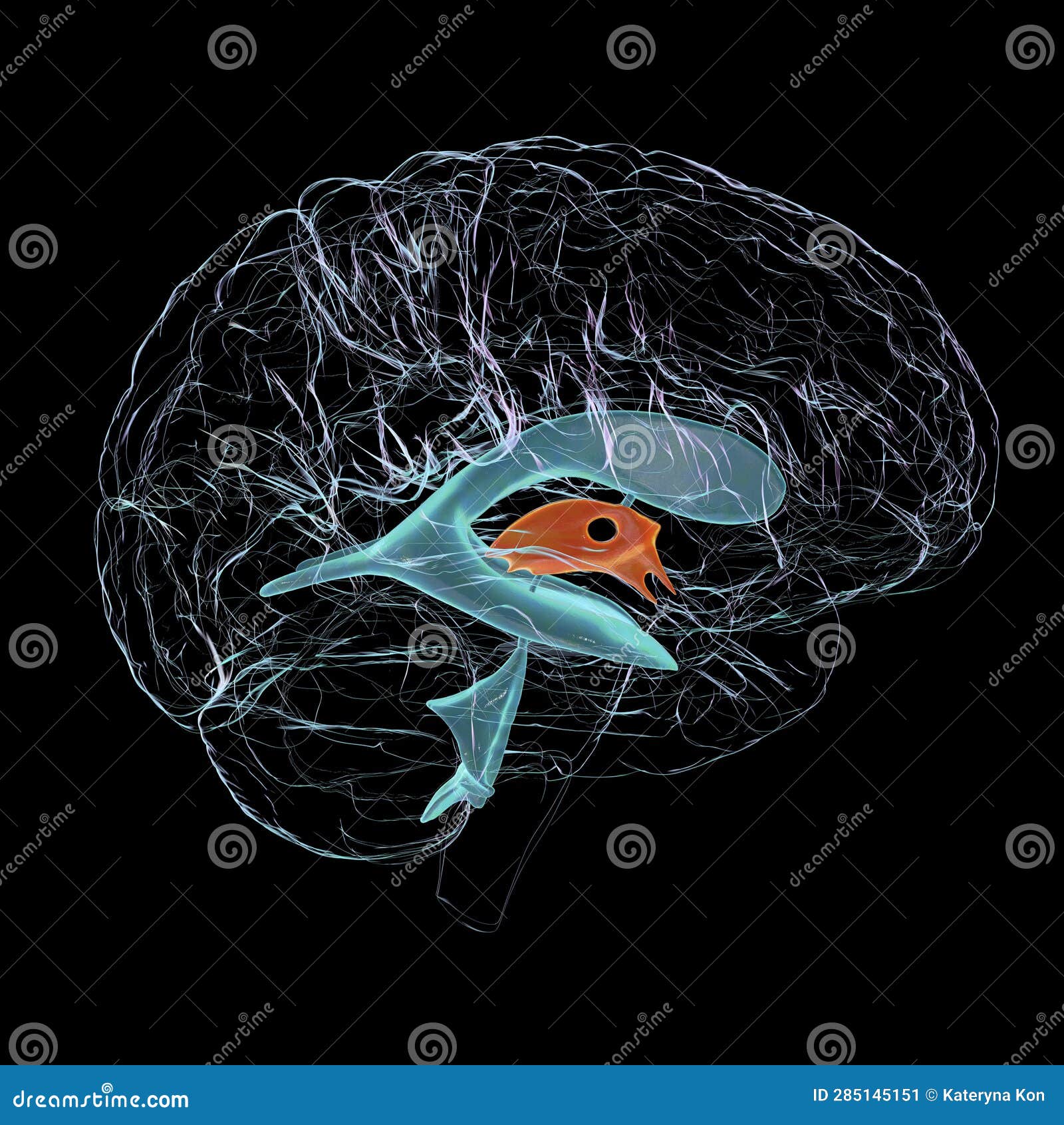 A 3D Scientific Illustration Showcasing the Third Brain Ventricle Stock ...