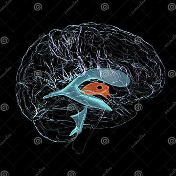 A 3D Scientific Illustration Showcasing the Third Brain Ventricle Stock ...