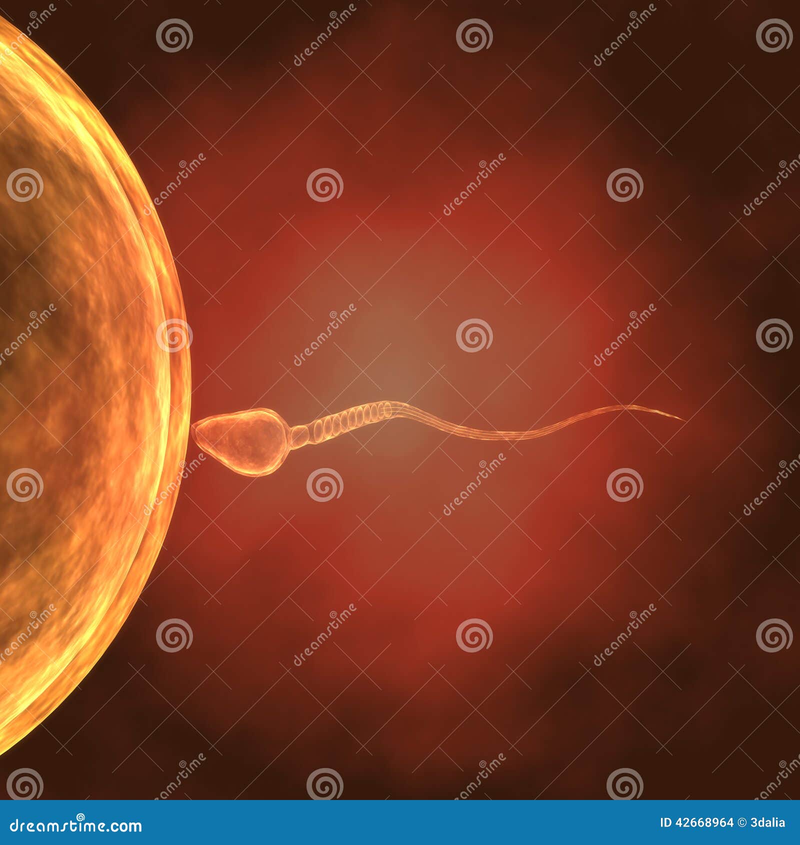 3d Single Sperm Fetilizes Egg Stock Illustration Illustration Of