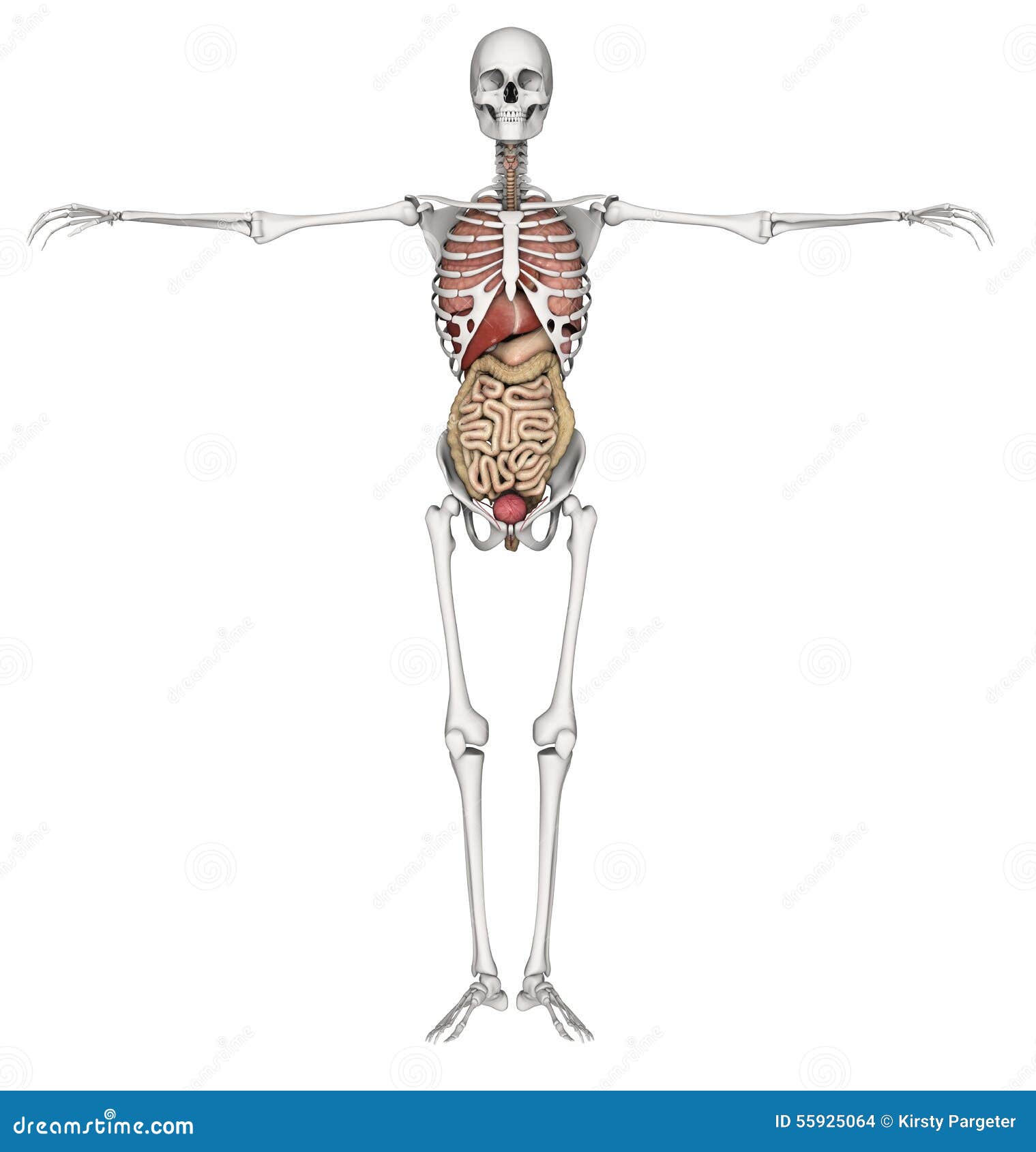 3D Skeleton with Internal Organs Stock Illustration - Illustration of ...