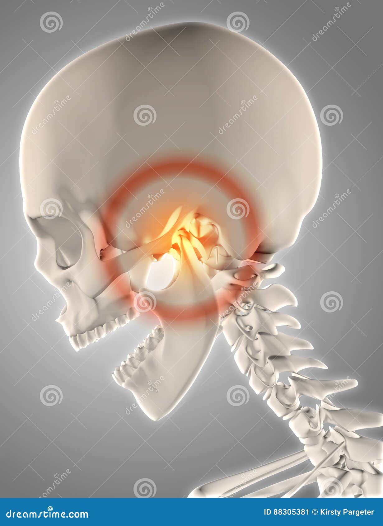 3D Skeleton with Jawbone Highlighted Stock Illustration - Illustration ...