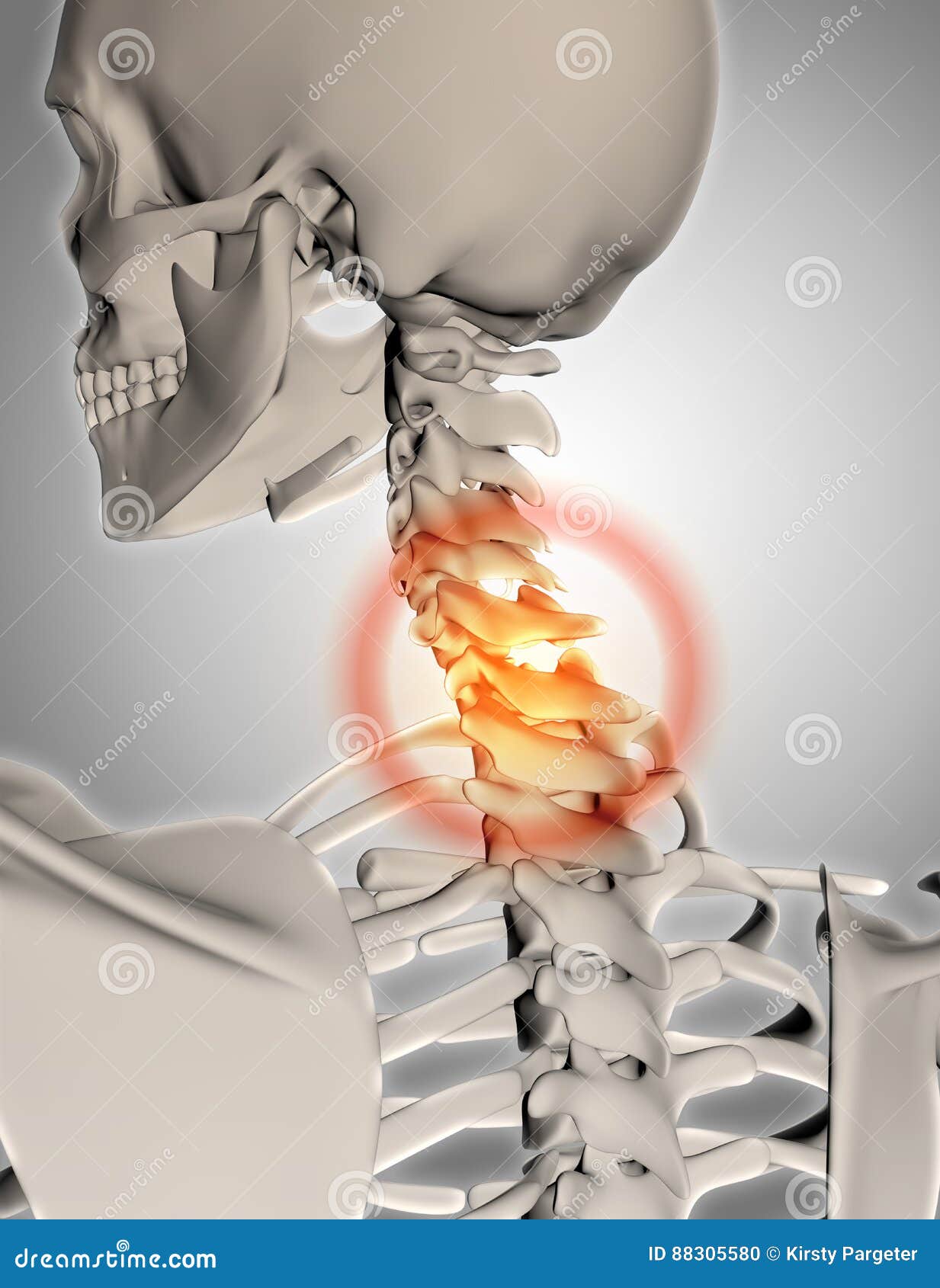 3D Skeleton with Neck Highlighted Stock Illustration - Illustration of ...