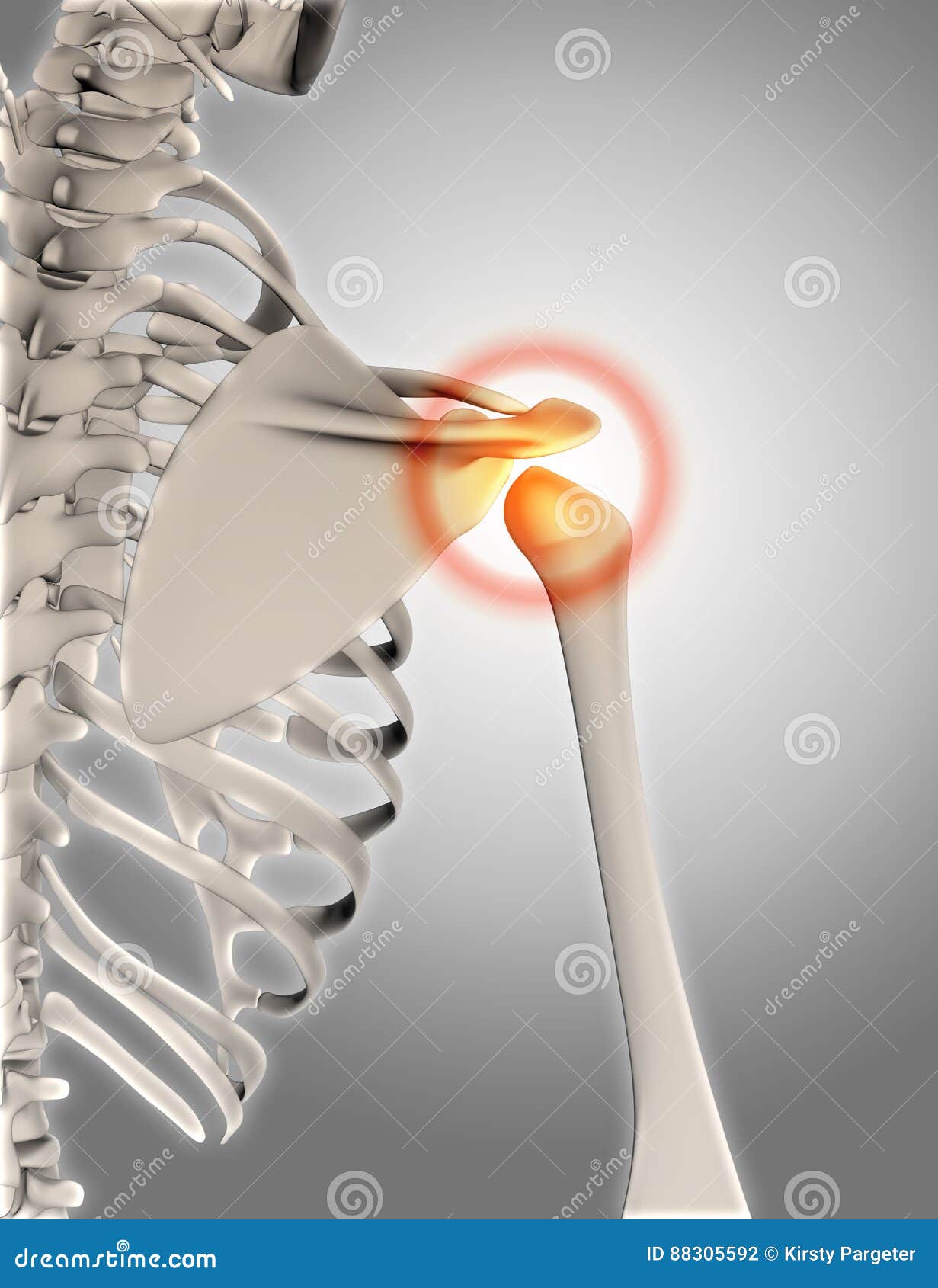3D Skeleton with Shoulder Highlighted Stock Illustration - Illustration ...