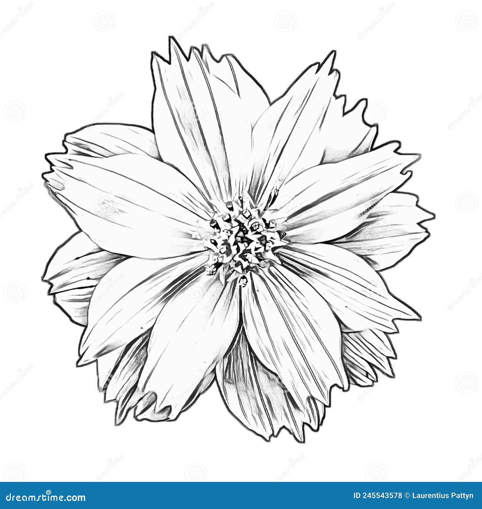 FLOWER COREOPSIS 3D SKETCH stock illustration. Illustration of element ...