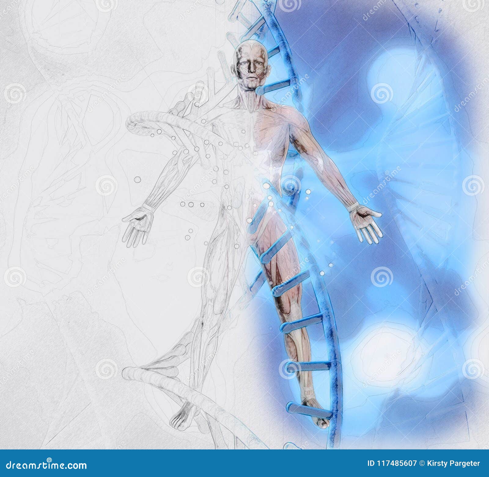 Ivy Strand Sketch Royalty-Free Stock Photography | CartoonDealer.com ...