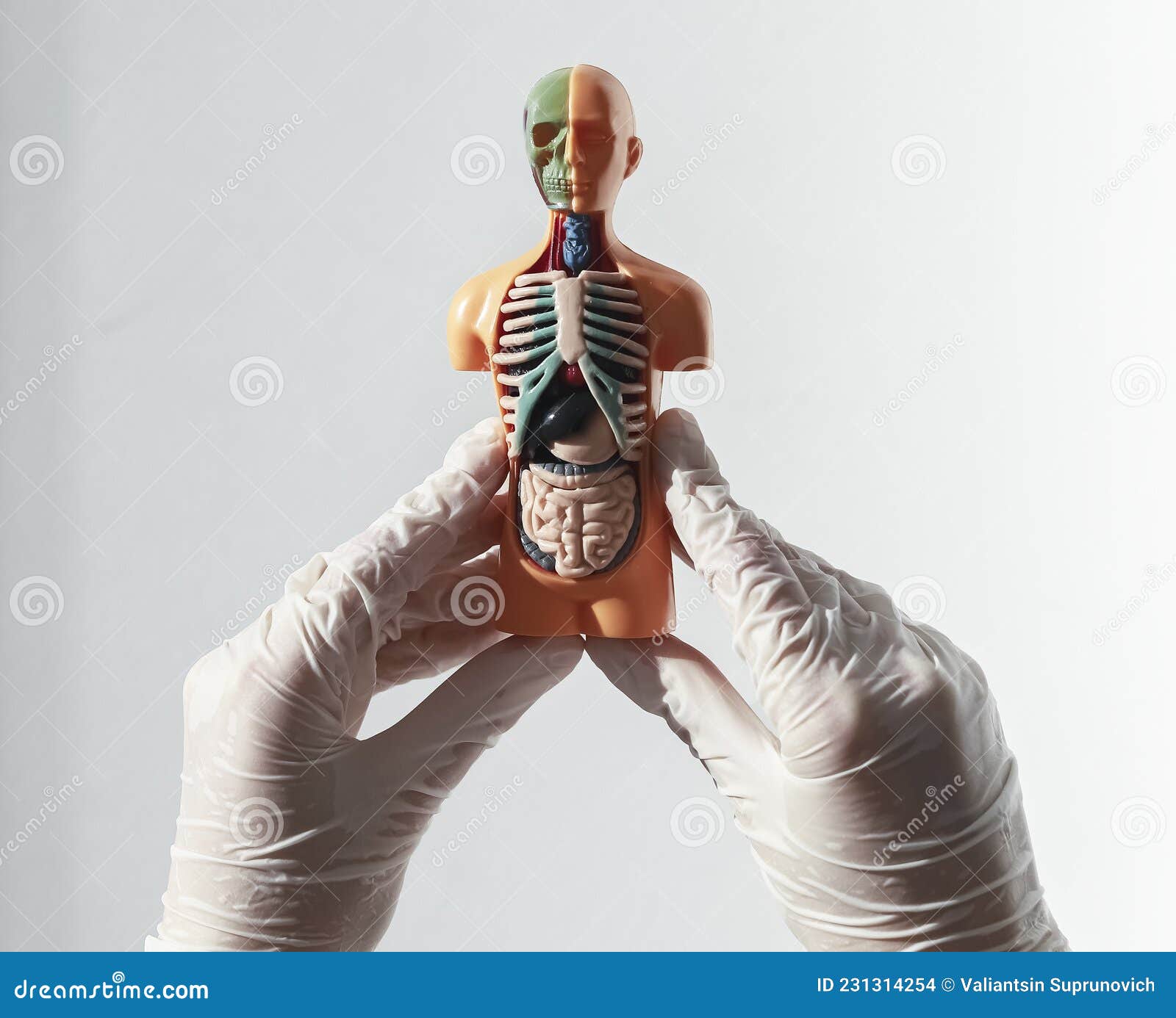 3d Skinless Human Body Model in Hands Closeup Stock Photo - Image of ...