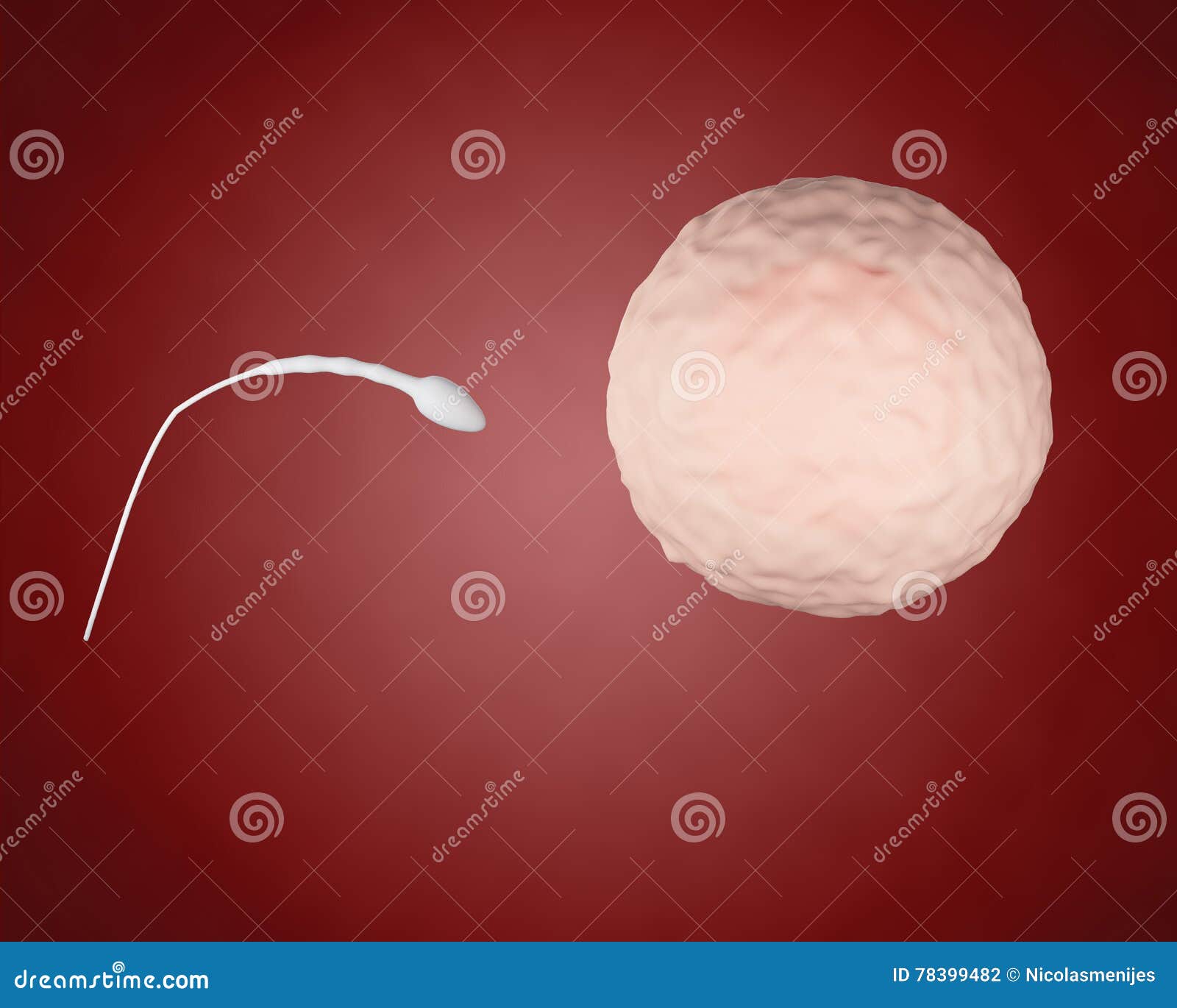 3D Spermatozoons, Das Zum Ovulum Geht Stock Abbildung - Illustration ...