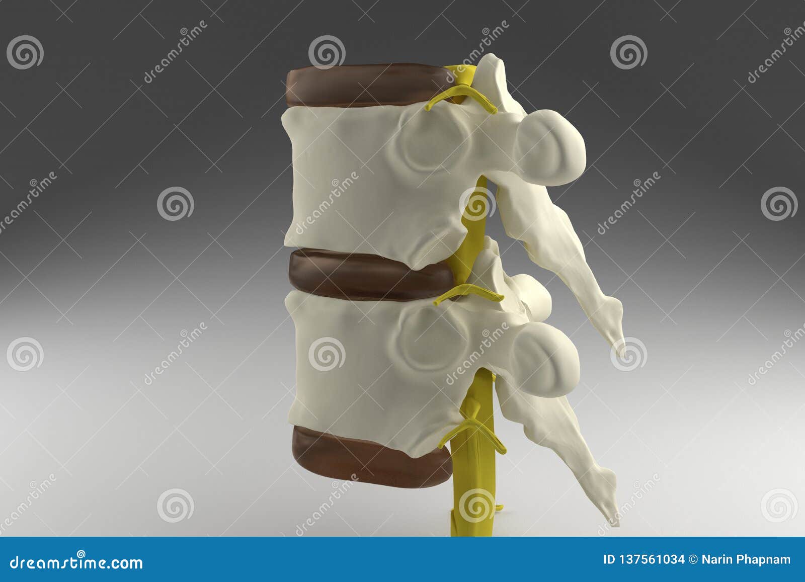 3d spinal cord stock illustration. Illustration of column - 137561034