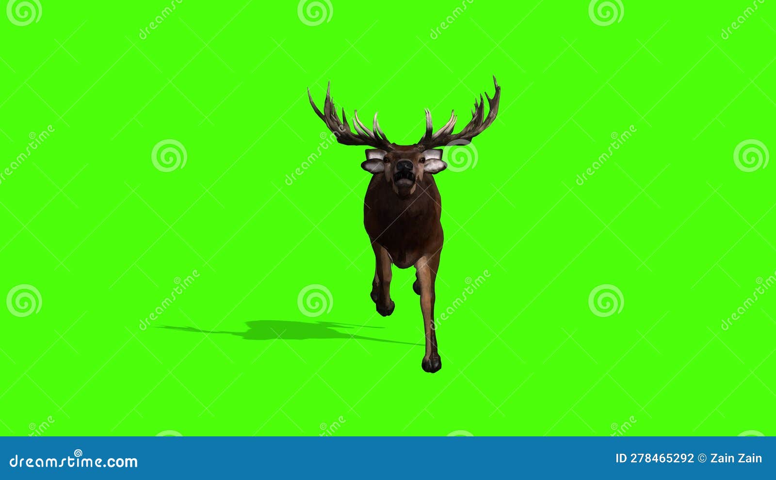 3d Stag Fast Running or Jumping on the Chroma Key Front View, 4k Deer ...