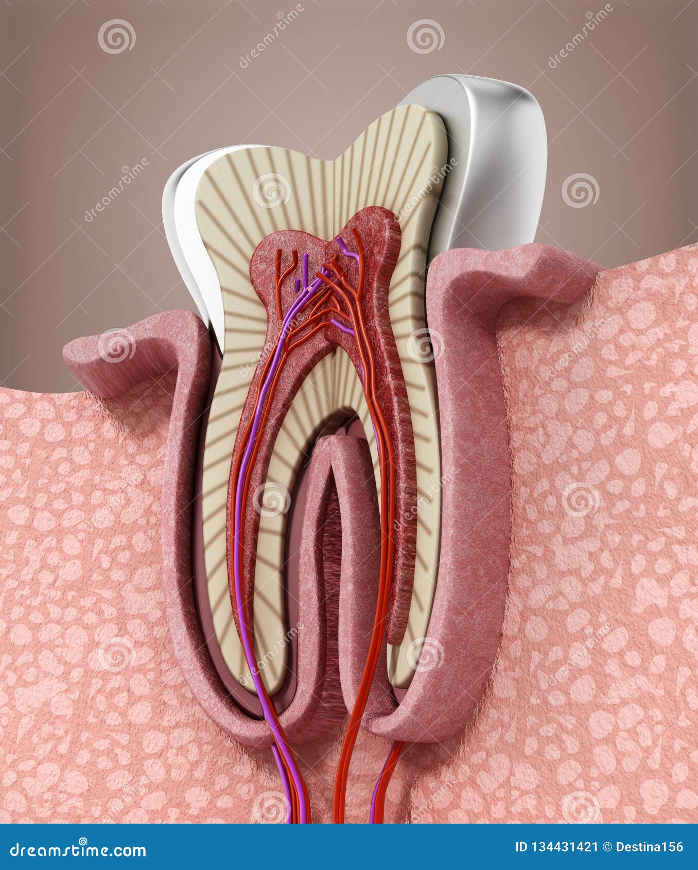 3D Structure of a Human Tooth. 3D Illustration Stock Illustration ...