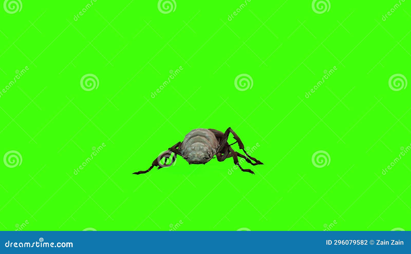 3D Termite Insect Walking Loop on Chroma Key with Back View Stock ...