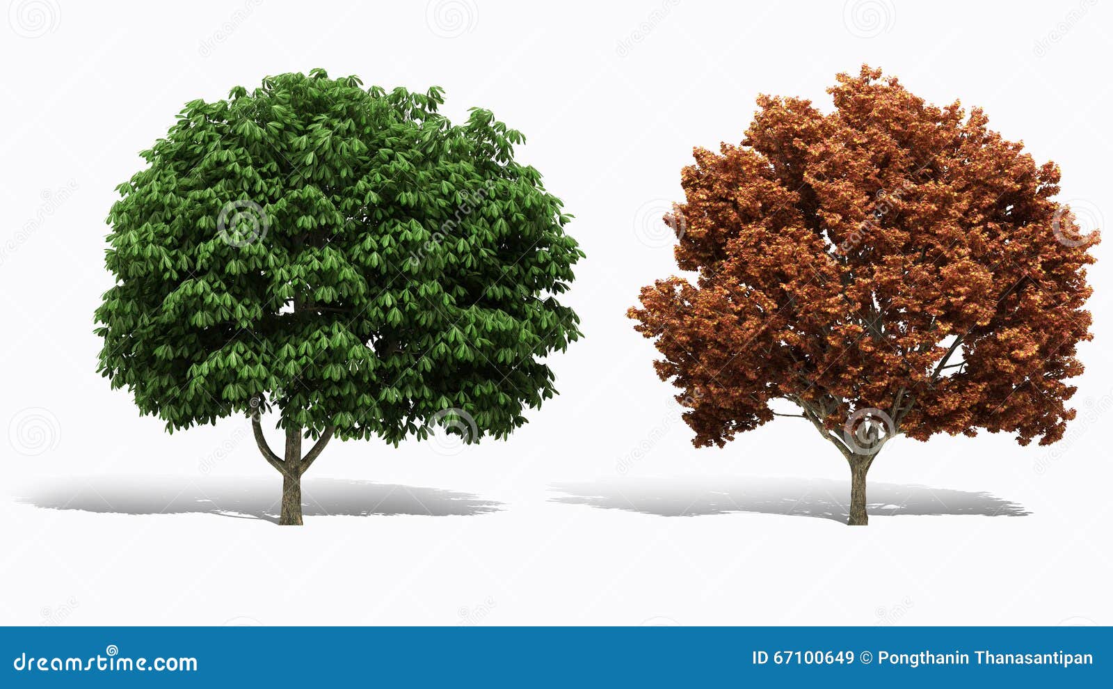 3d Tree Render on White Background Stock Illustration - Illustration of ...