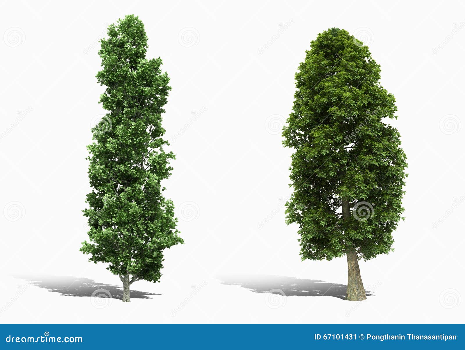 3d Tree Render on White Background Stock Illustration - Illustration of ...