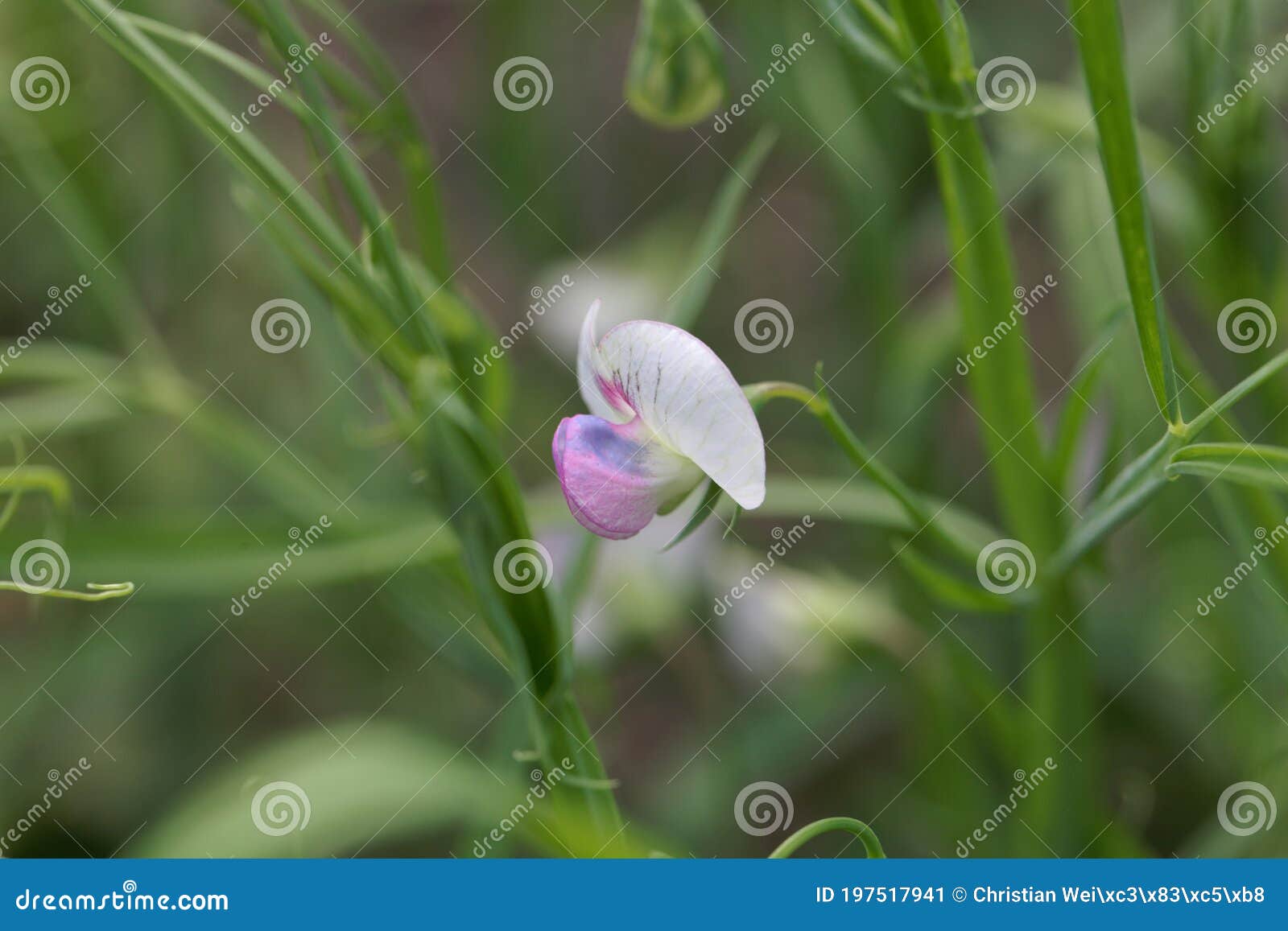 D'une Fleur, Gesse Lathyrus Sativus Image stock - Image du fleurs, fond ...
