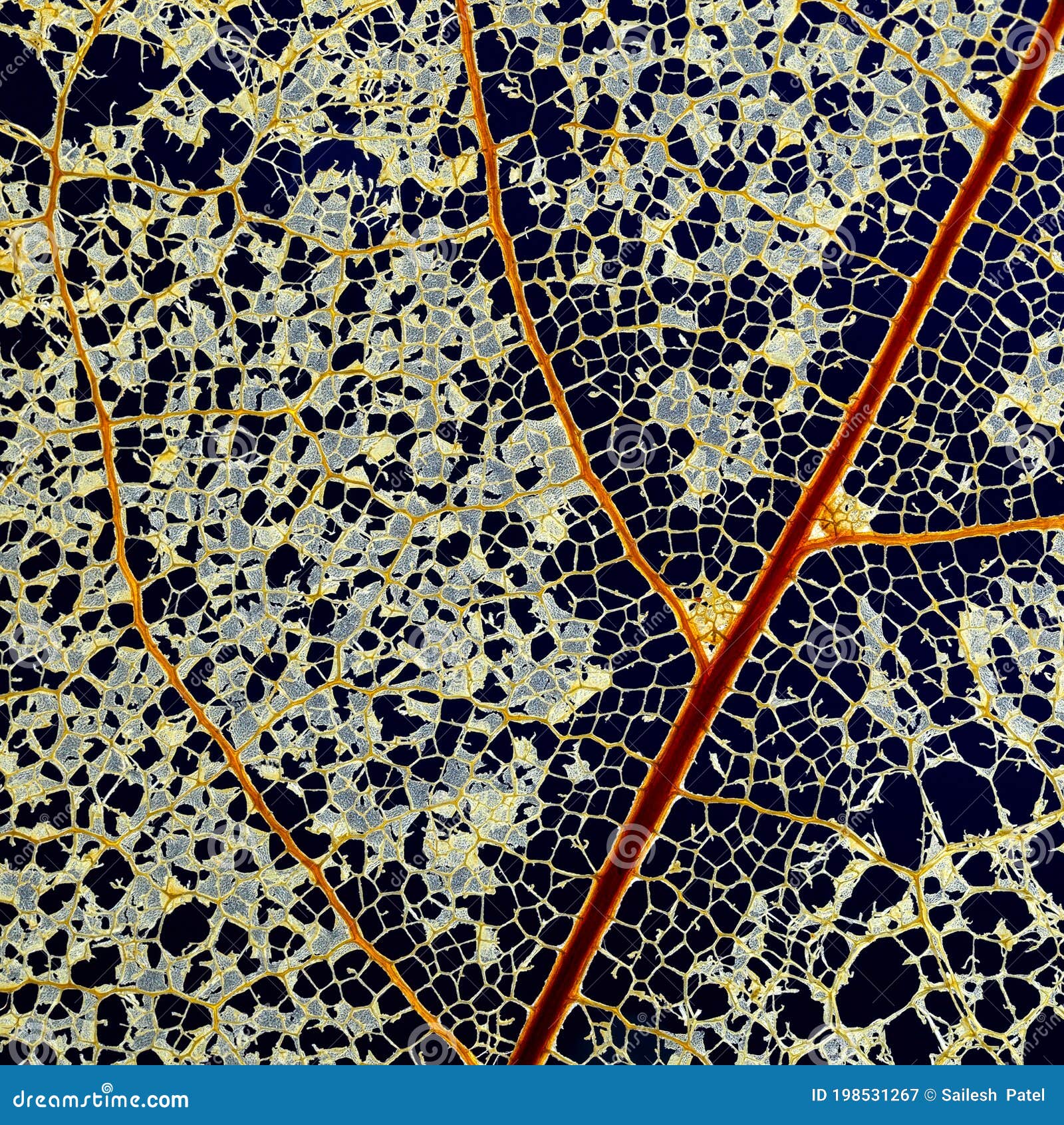 Decaying leaf skeleton stock image. Image of fall, autumn - 198531267