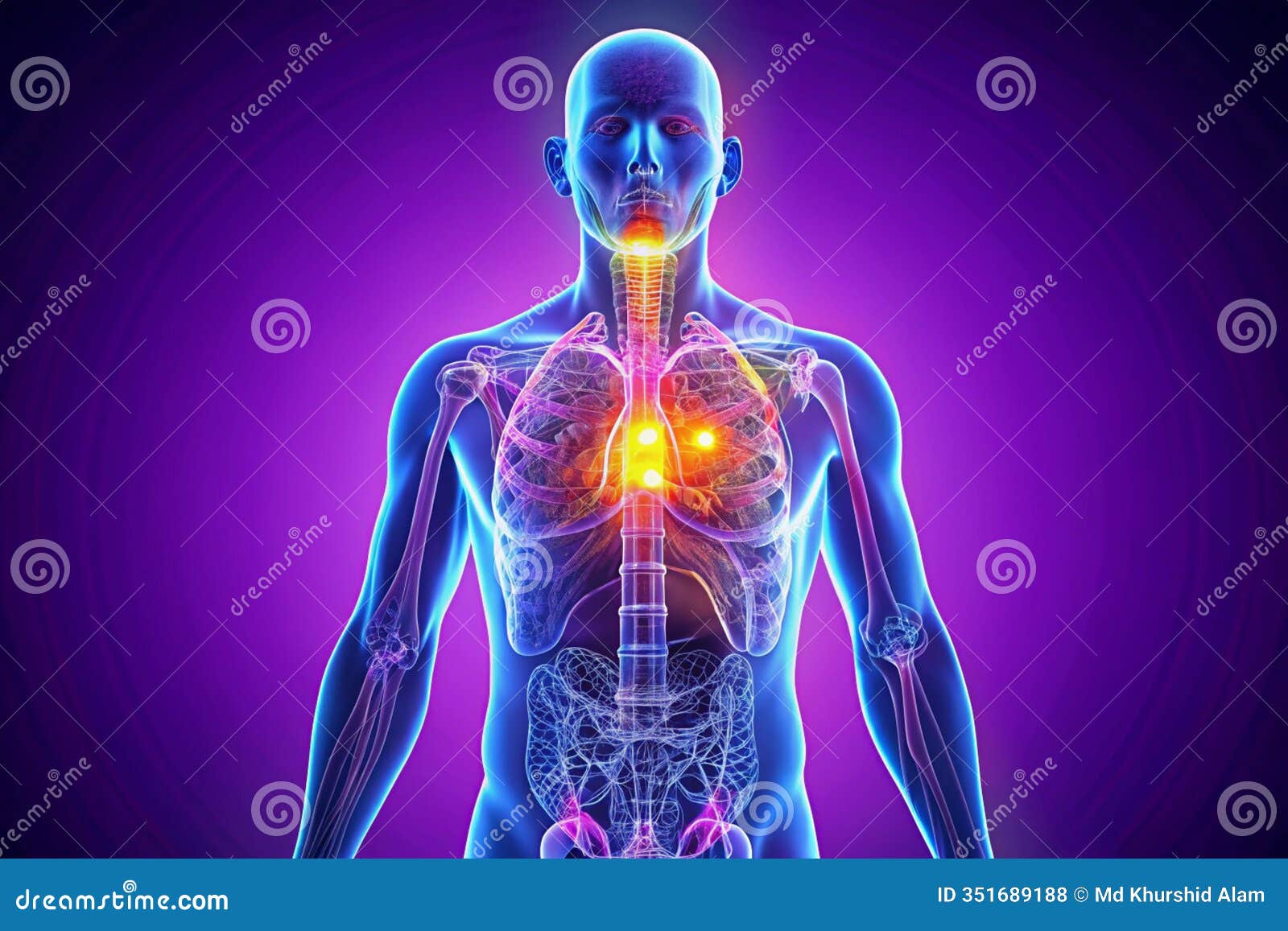 3D Visualization of Human Endocrine System Highlighting Vital Glands ...