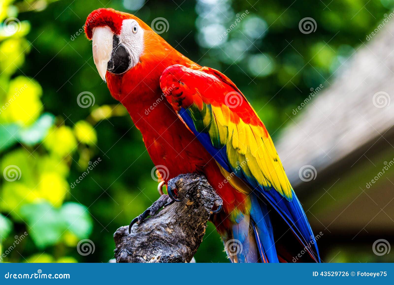 Da Arara Escarlate Do Pássaro Do Papagaio Foto de Stock - Imagem: 43529726