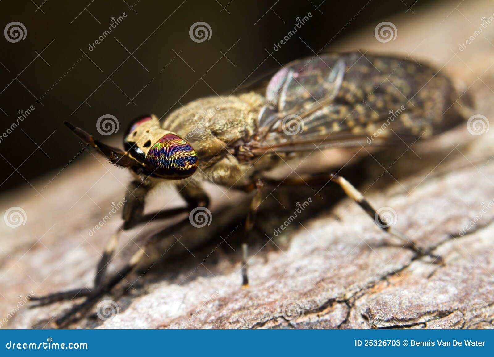 Daas stock afbeelding. Image of dier, steek, openlucht - 25326703