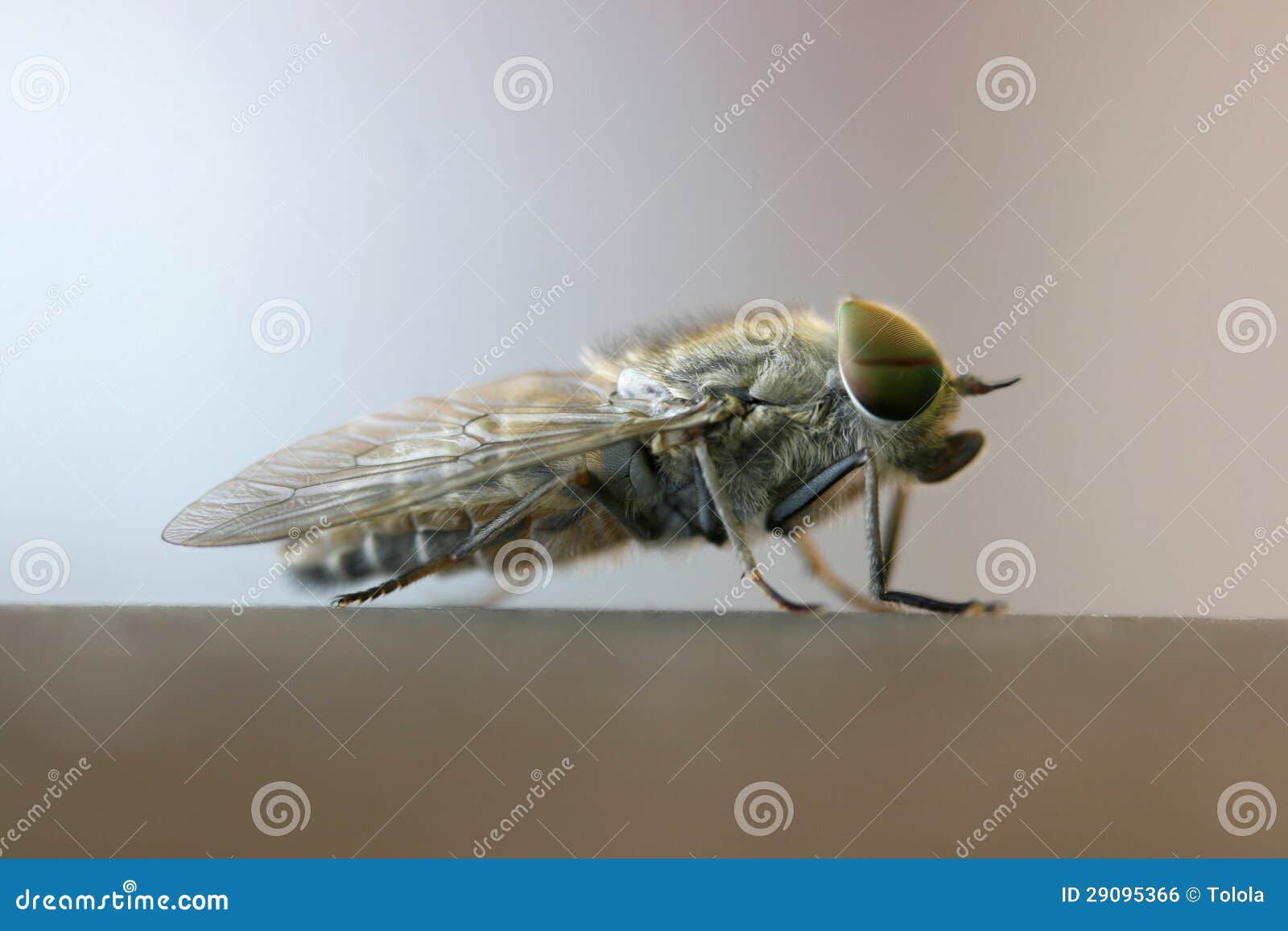 Daas stock foto. Image of maart, herten, samenstelling - 29095366