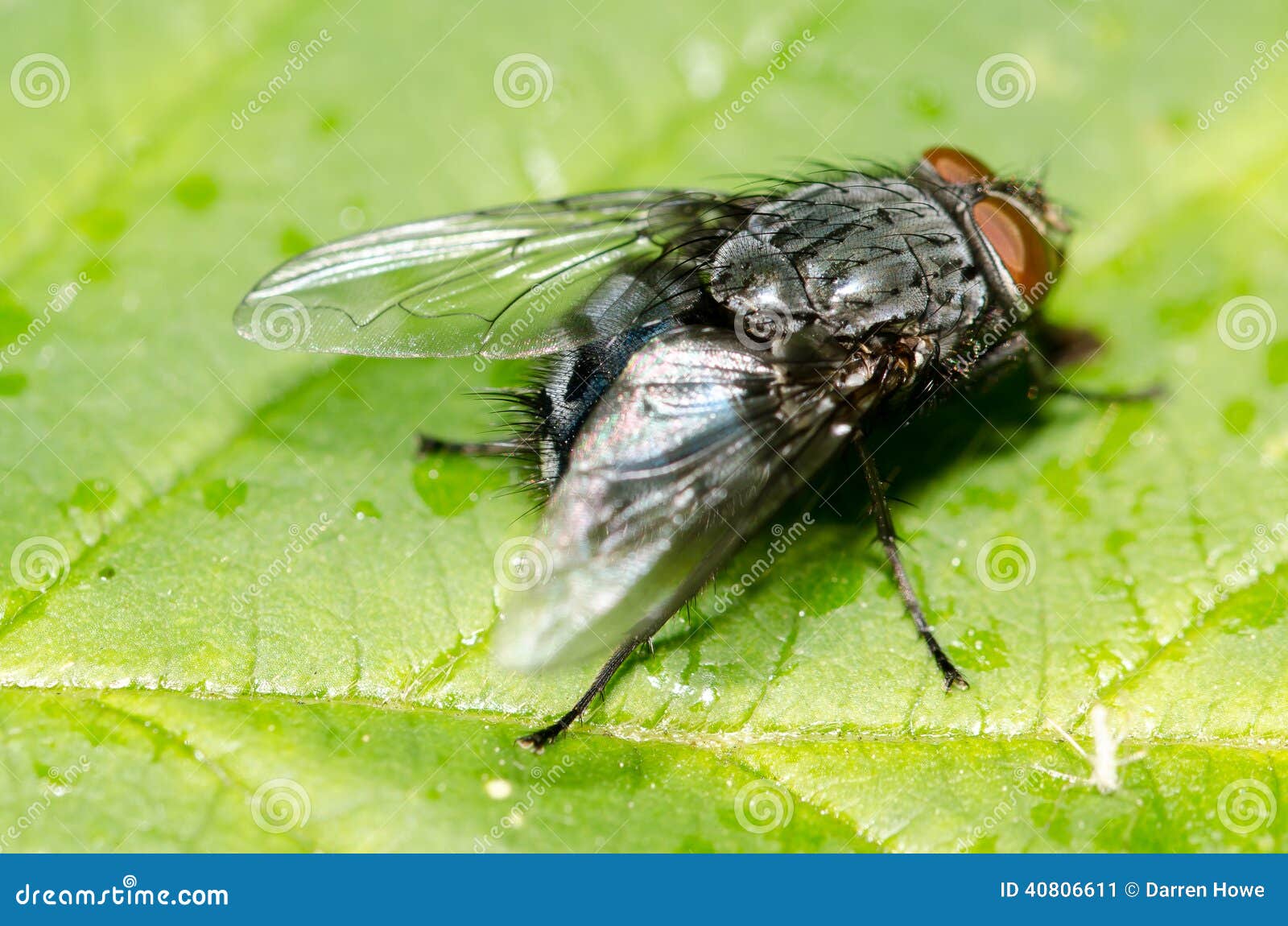 Daas op een blad stock afbeelding. Image of vlieg, tuin - 40806611