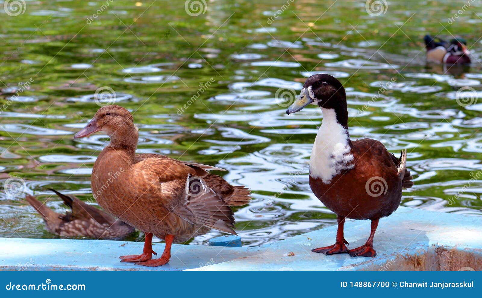 The dabbling ducks in zoo stock photo. Image of tropical - 148867700