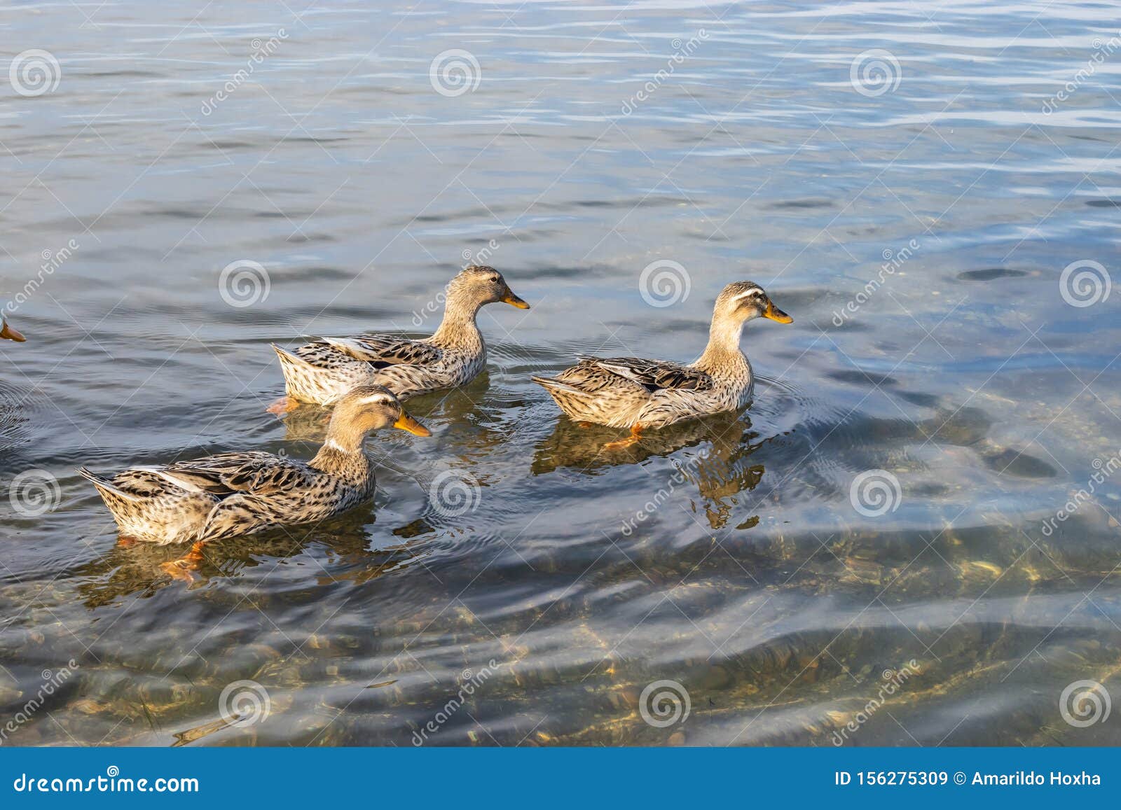 Dabbling mallard ducks stock image. Image of autumn - 156275309