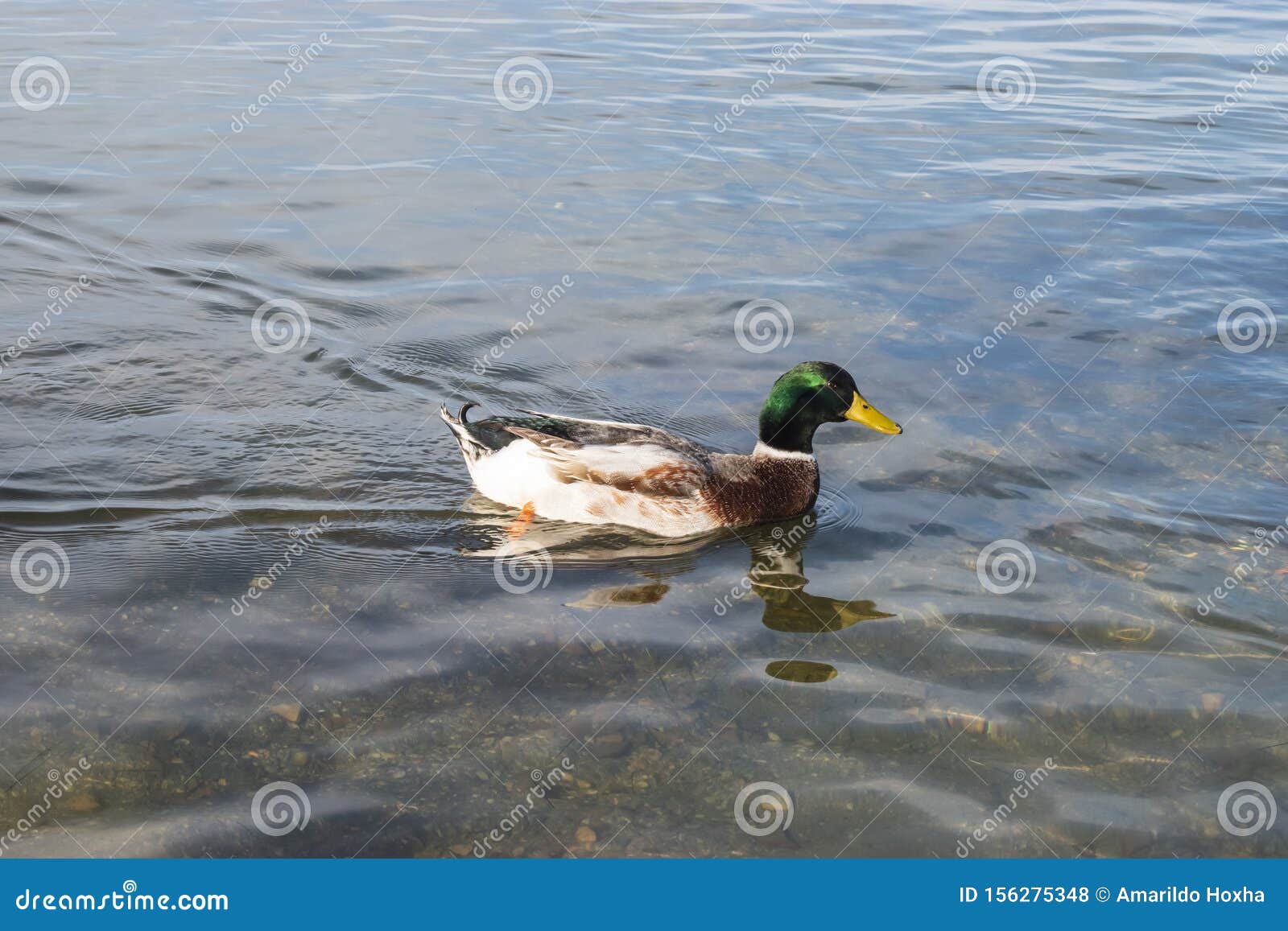 Dabbling mallard ducks stock photo. Image of bird, swims - 156275348