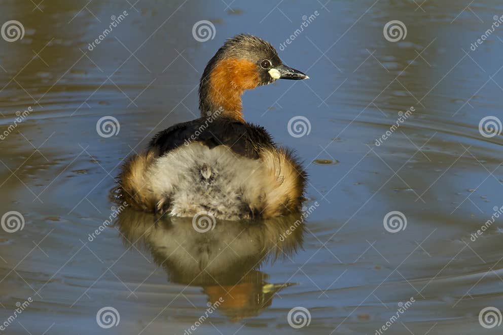 Dabchick stock image. Image of bathing, game, water, masinda - 73402101