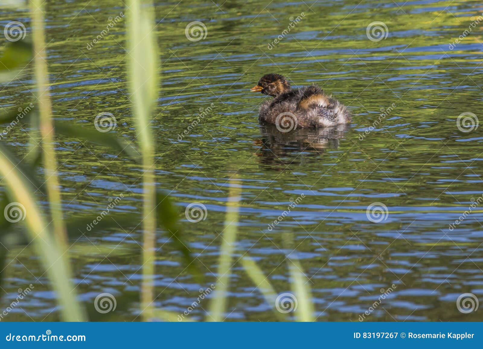 Dabchick Tachybaptus Ruficollis Stock Image - Image of little ...