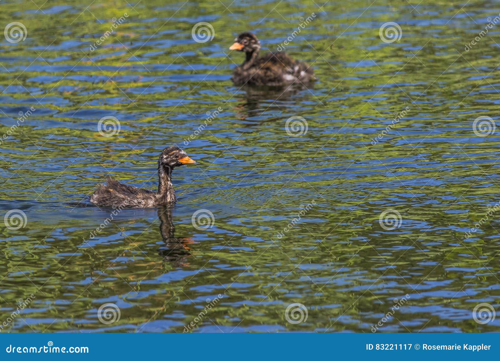 Dabchick Tachybaptus Ruficollis Stock Image - Image of little, grebes ...
