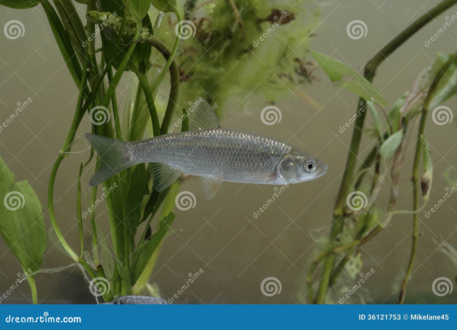 Dace, Leuciscus Leuciscus stock image. Image of water - 36121753