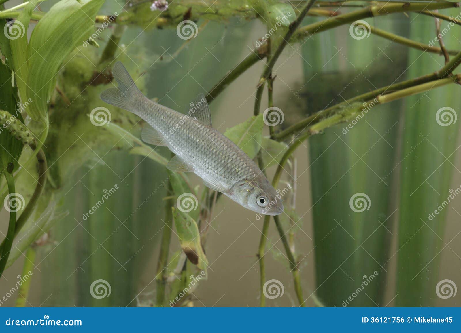 Dace, Leuciscus Leuciscus stock photo. Image of organism - 36121756